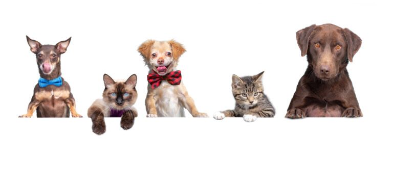 Important Tips for PCS Pets - Frequently Asked Questions Answered